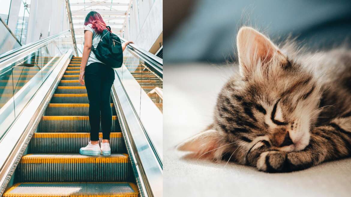 Animals - The Scroller