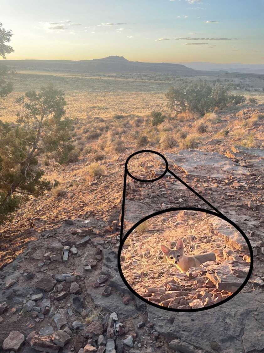 Can You Spot The Animals Hiding In These 9 Pics? - The Scroller