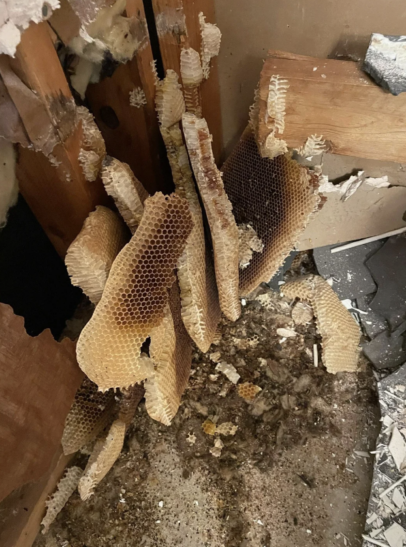 19 Strange Things People Found Hiding In Their Homes - The Scroller