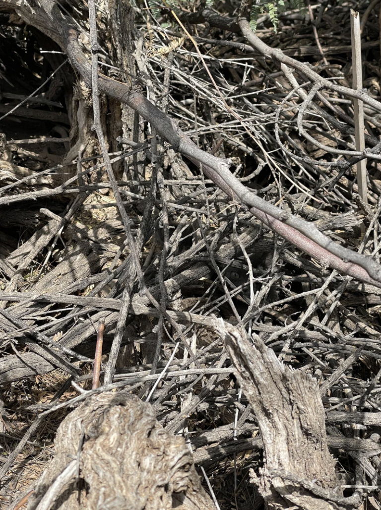 19 Tricky Photos That Have Things Hiding In Plain Sight - The Scroller