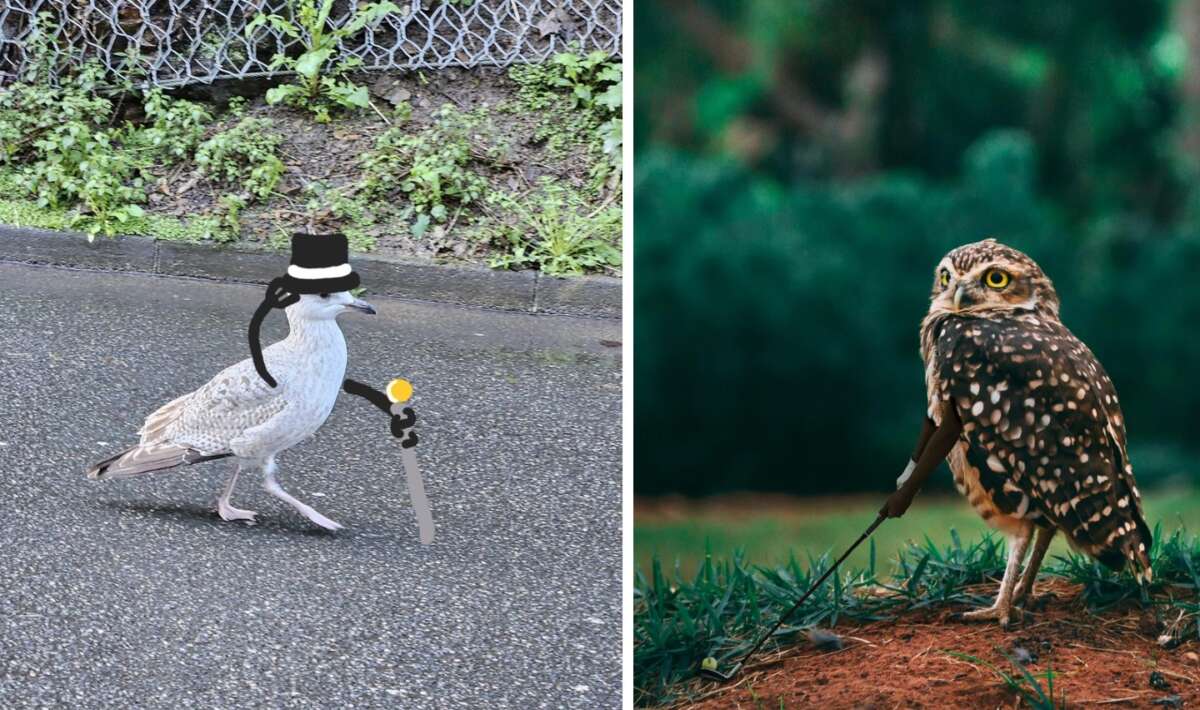 19 Hilarious Times Birds Were Photoshopped With Arms - The Scroller