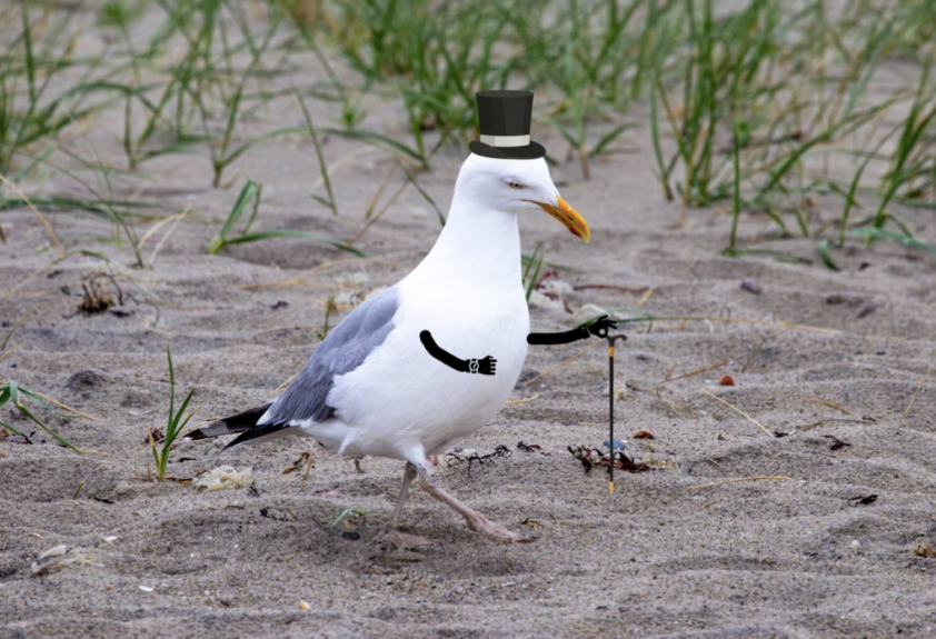 19 Hilarious Times Birds Were Photoshopped With Arms - The Scroller
