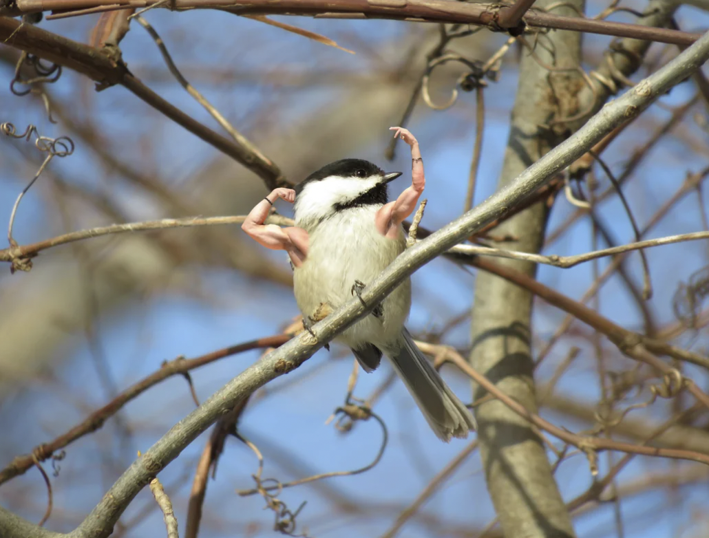 19 Hilarious Times Birds Were Photoshopped With Arms - The Scroller