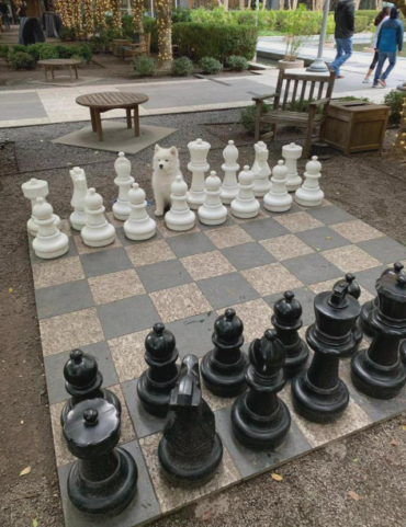 19 Hilarious Chess Memes For the Kings and Queens Among Us - The Scroller
