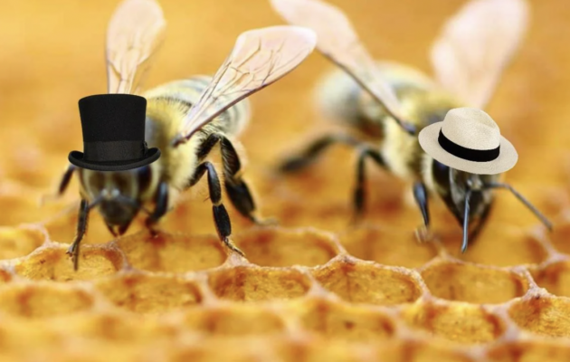 Real Bees Photoshopped With Fake Top Hats Is Comedy Gold - The Scroller