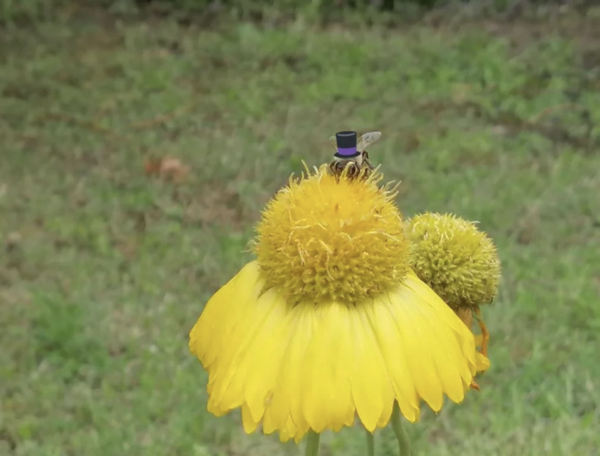 Real Bees Photoshopped With Fake Top Hats Is Comedy Gold - The Scroller