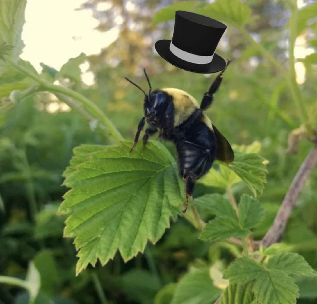 Real Bees Photoshopped With Fake Top Hats Is Comedy Gold - The Scroller