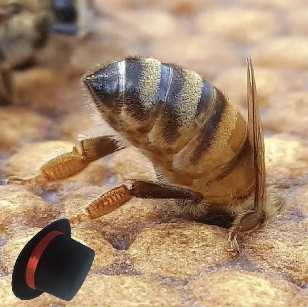 Real Bees Photoshopped With Fake Top Hats Is Comedy Gold - The Scroller