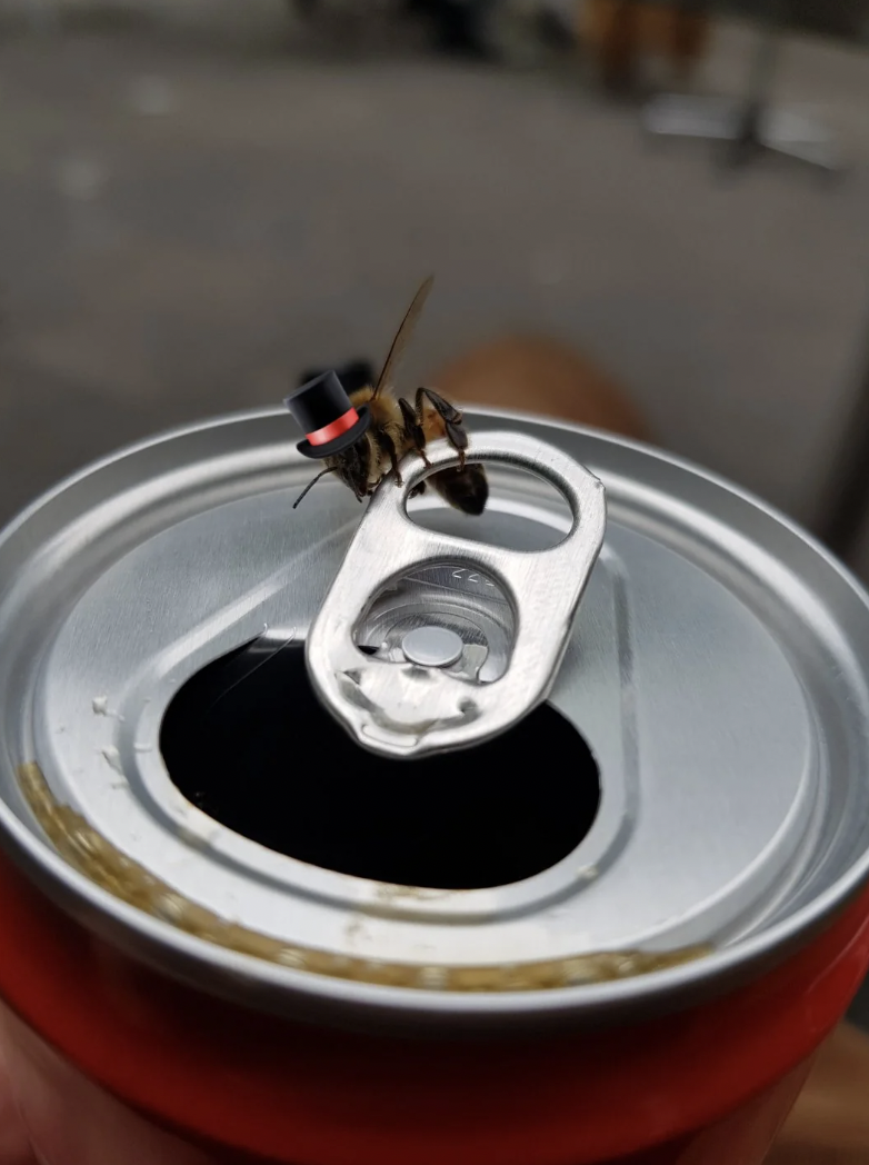 Real Bees Photoshopped With Fake Top Hats Is Comedy Gold - The Scroller