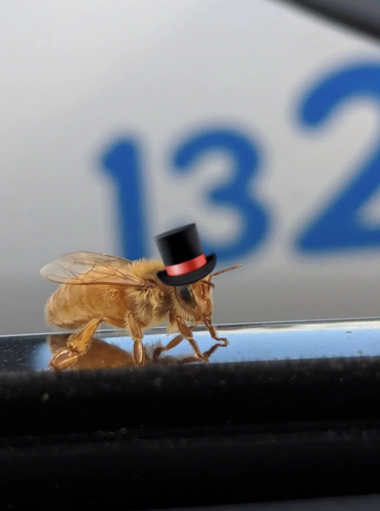 Real Bees Photoshopped With Fake Top Hats Is Comedy Gold - The Scroller