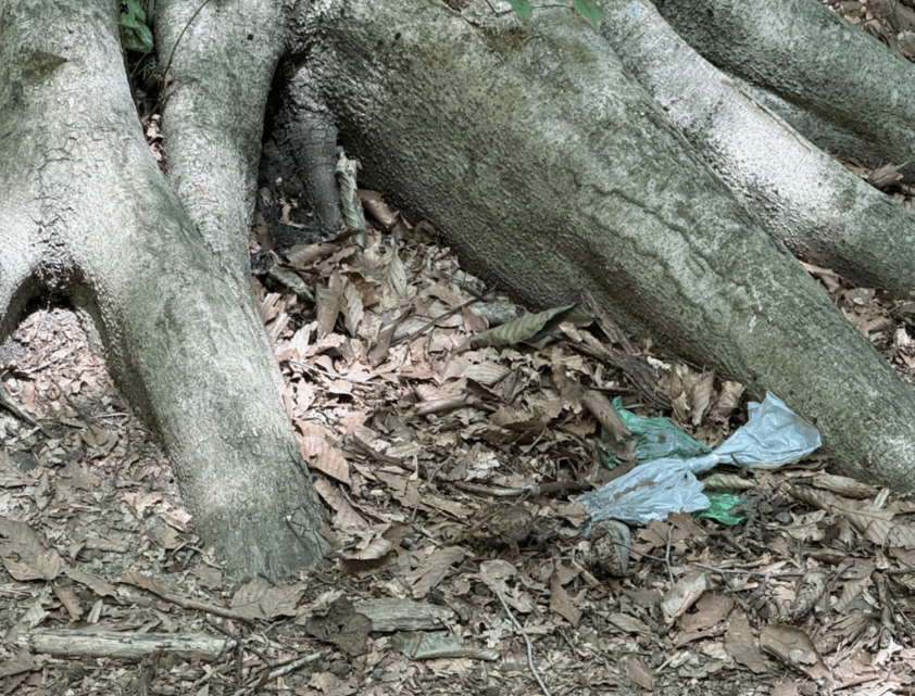 19 Pics of Well Camouflaged Things Hiding In Plain Sight