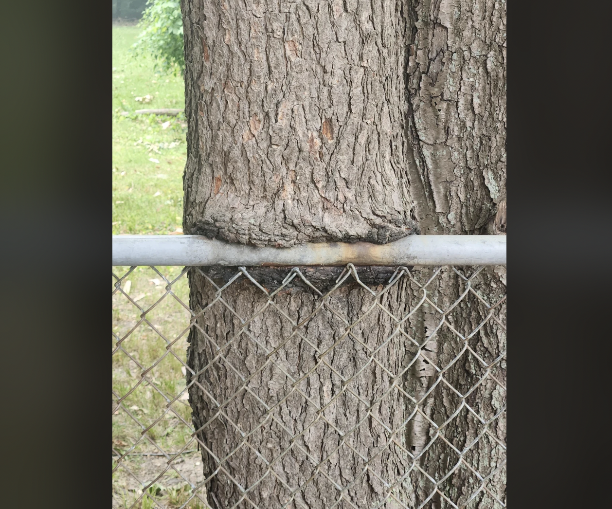 19 Oddly Uncomfortable Pics Of Hungry Trees Eating Things - The Scroller