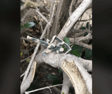 19 Oddly Uncomfortable Pics Of Hungry Trees Eating Things - The Scroller