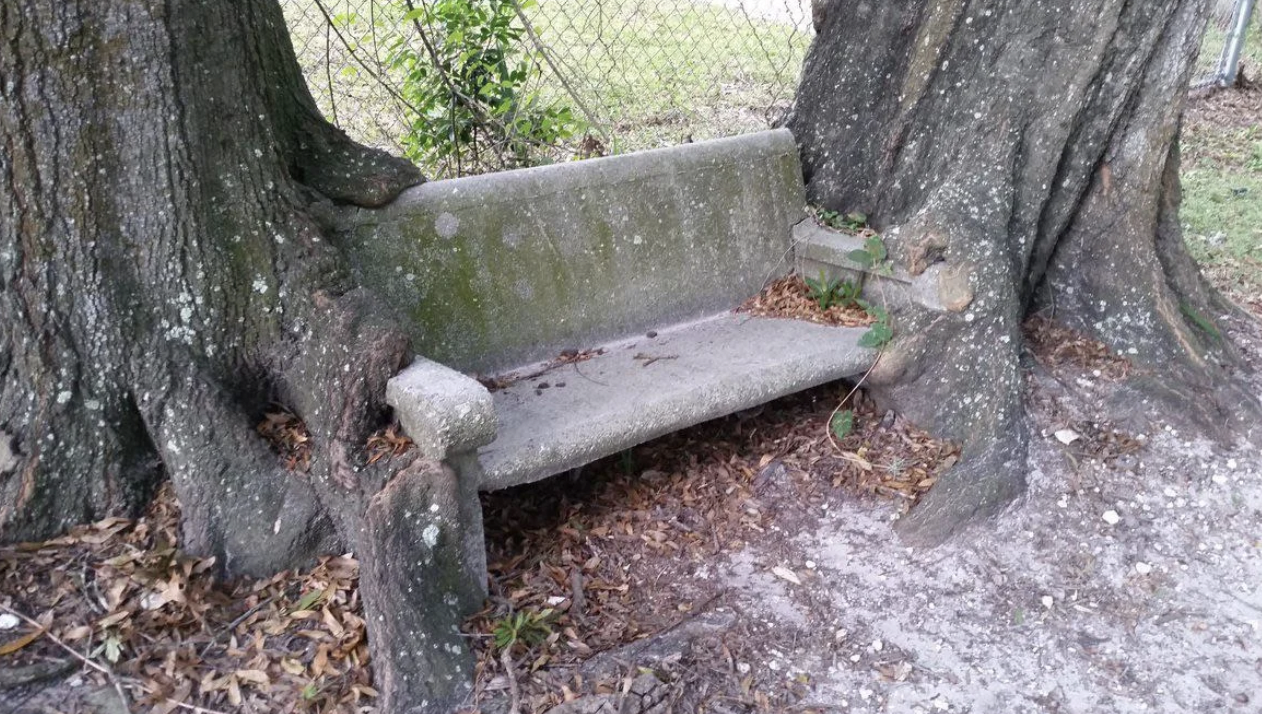 19 Oddly Uncomfortable Pics Of Hungry Trees Eating Things - The Scroller