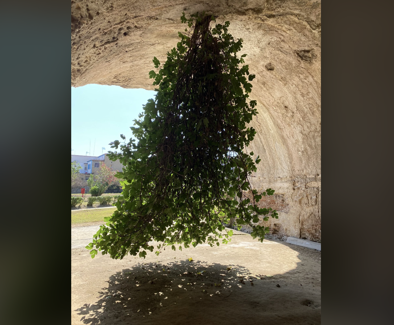 19 Oddly Uncomfortable Pics Of Hungry Trees Eating Things - The Scroller