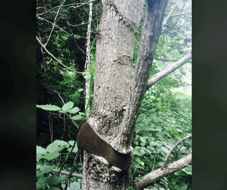 19 Oddly Uncomfortable Pics Of Hungry Trees Eating Things - The Scroller