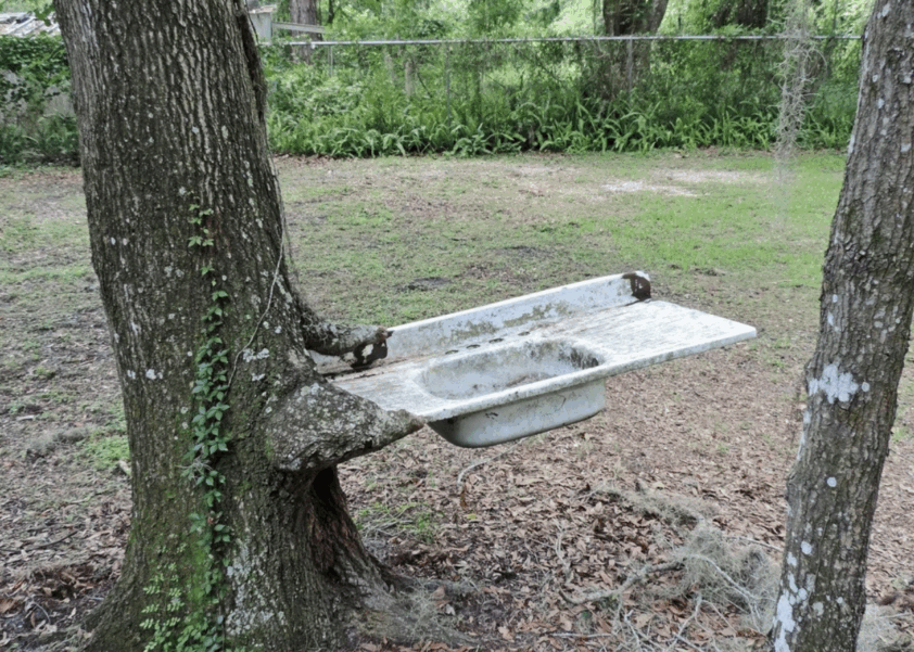 19 Oddly Uncomfortable Pics Of Hungry Trees Eating Things - The Scroller