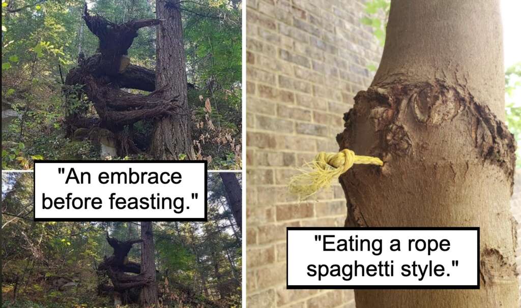 19 Oddly Uncomfortable Pics Of Hungry Trees Eating Things - The Scroller
