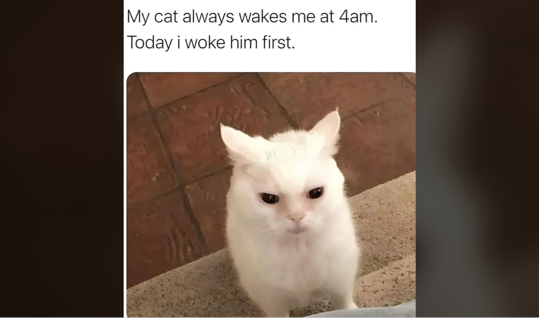 18 Mischievous Cat Memes That Are Just Purrfect - The Scroller