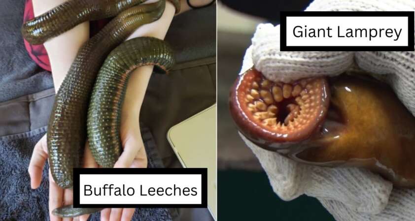 20 Scary Yet Stunning Freshwater Monsters