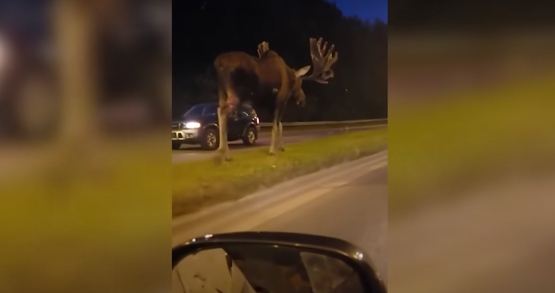 20 Gargantuan Versions Of Animals You Have To See - The Scroller