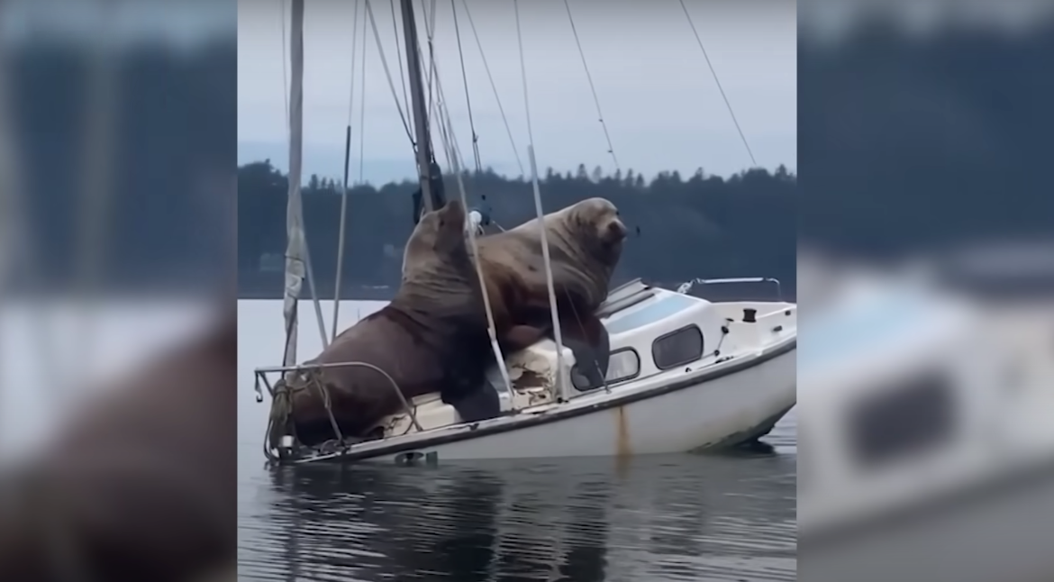 20 Gargantuan Versions Of Animals You Have To See - The Scroller