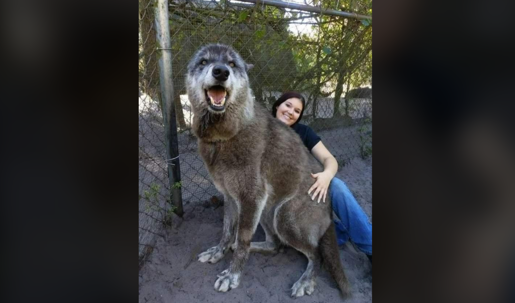 20 Gargantuan Versions Of Animals You Have To See - The Scroller