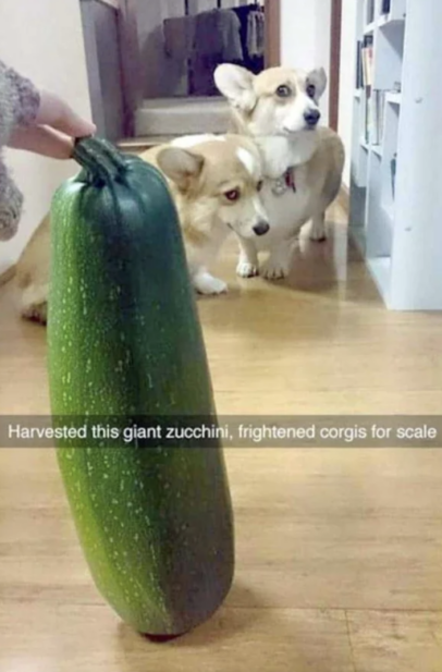 20 Absolute Behemoths That Could Be From Another Dimension - The Scroller