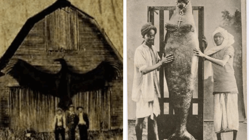 Animals - The Scroller