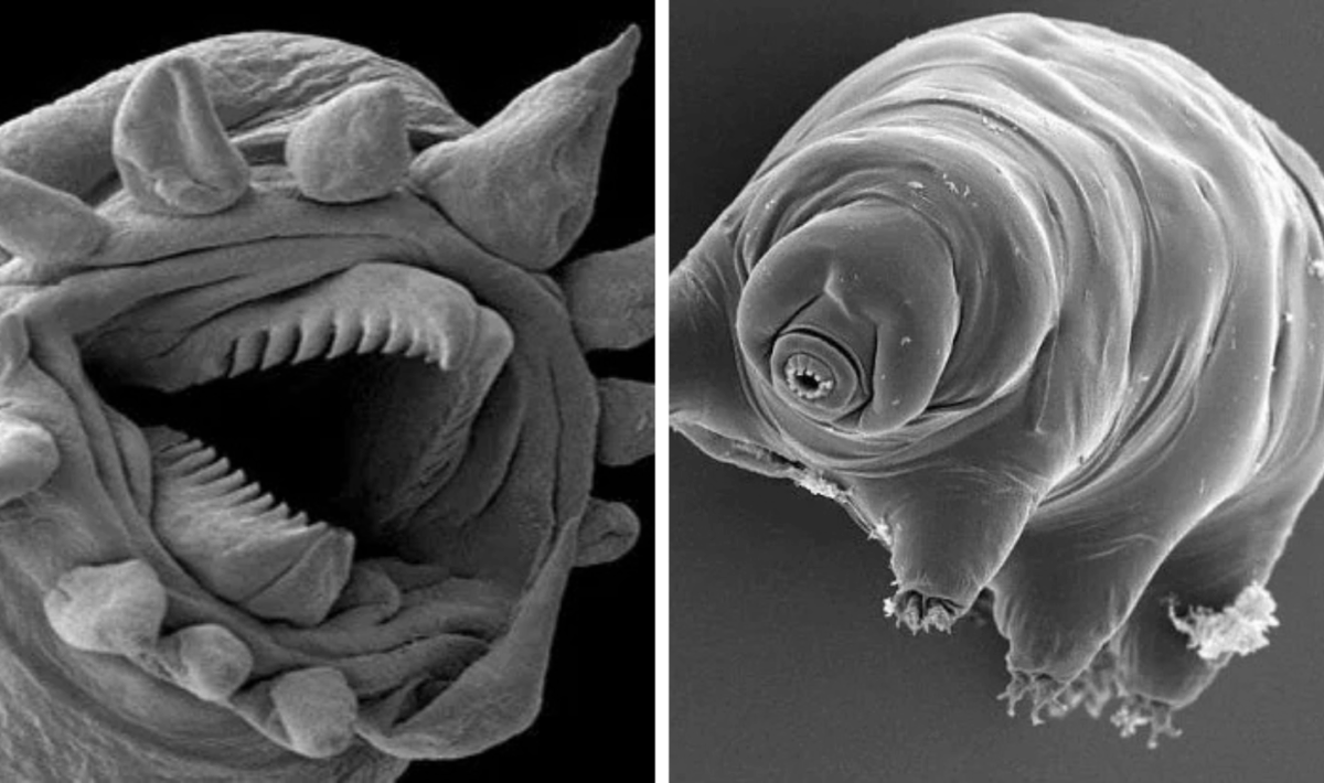 20 Microscopic Photos Revealing the Complexity of the Life