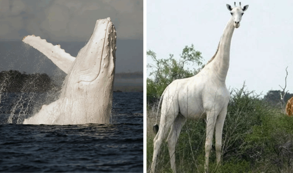 20 Stunning Albino Animals That Look Truly One of a Kind