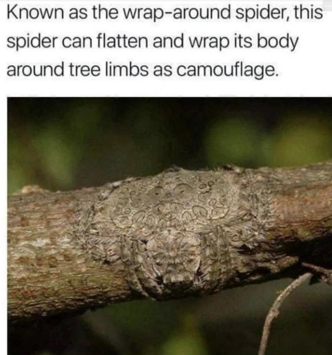 Nature is Weird: 21 Truly Bizarre Creatures