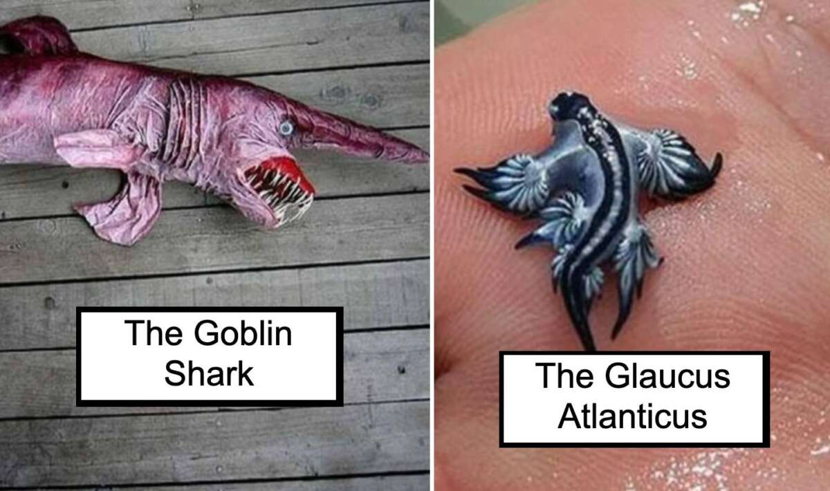 Nature is Weird: 21 Truly Bizarre Creatures