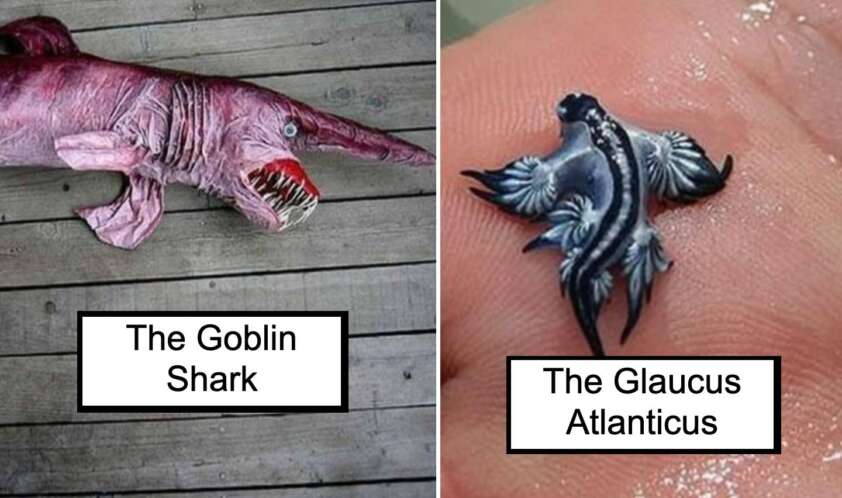 Nature is Weird: 21 Truly Bizarre Creatures