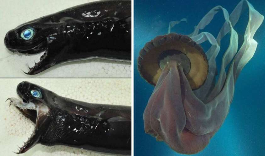 Eerie Images of Deep Sea Creatures That Will Amaze You