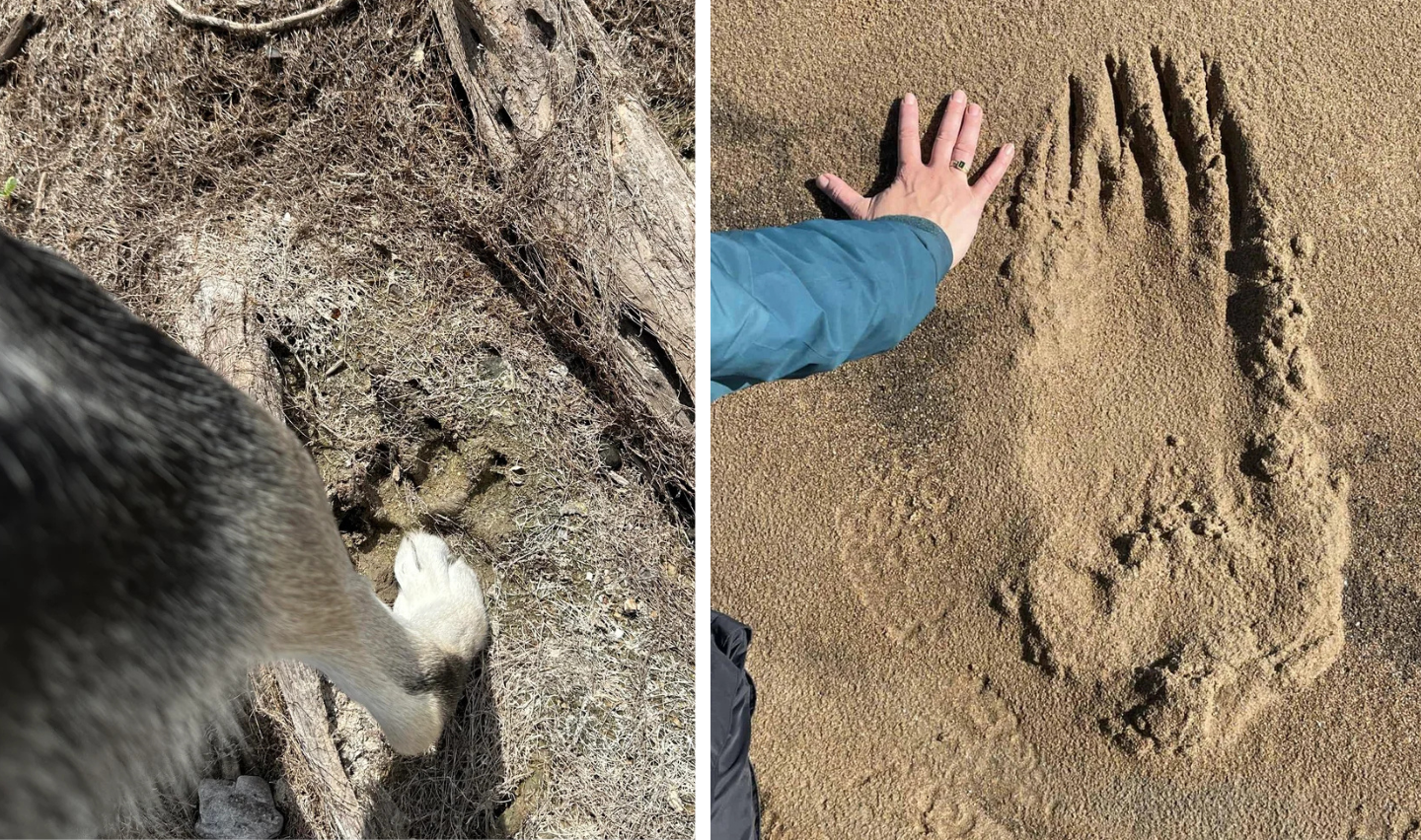 20 Animal Track Images Showing How Amazing Animals Are