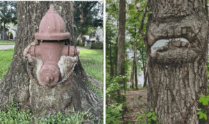 20 Unsettling Photos of Trees That Are Eating Things