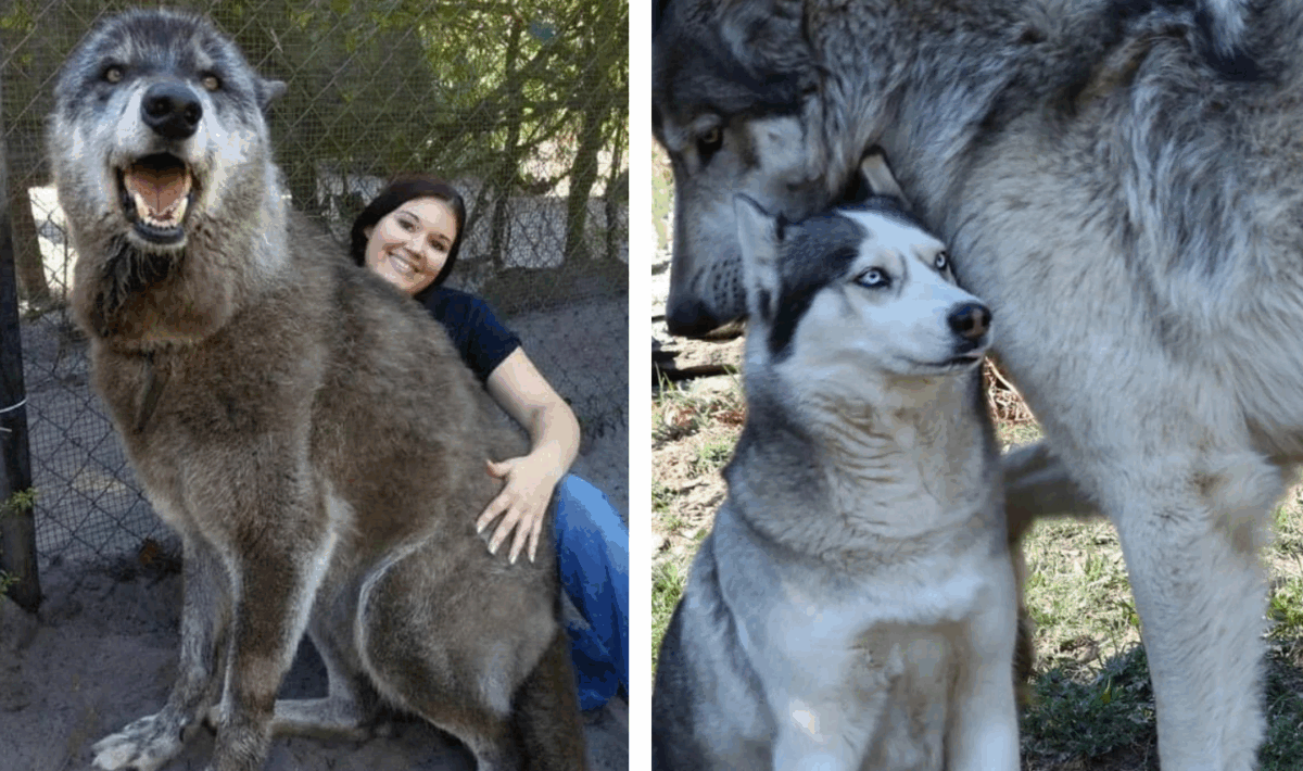 20 Images That Show Off How Massive Wolves Actually Are - The Scroller
