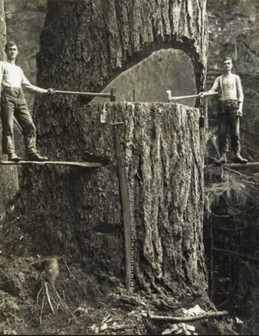 15 Striking Images of Lumberjacks Who Ruled the Forests in the Early ...