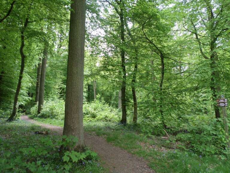 17 Dark and Haunted Forests with Terrifying Backstories - The Scroller