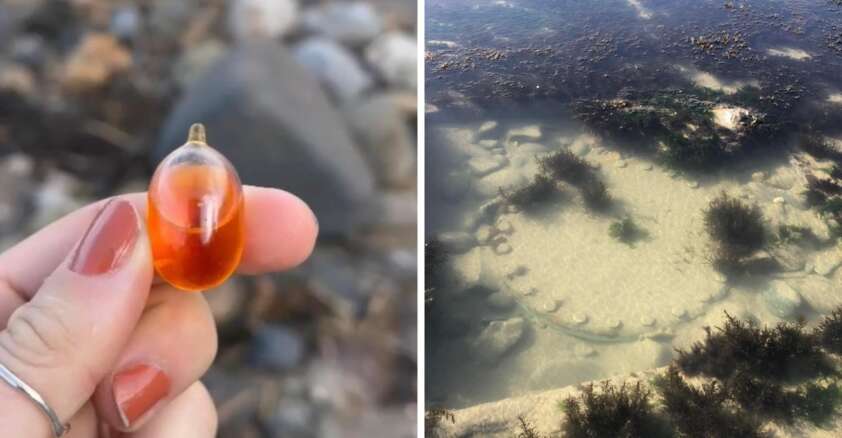20 Photos of Weird Things People Found