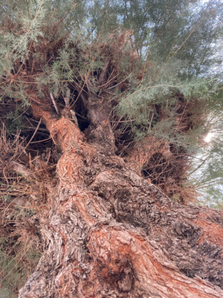 25 Photos of Things That Hid in Plain Sight Masterfully