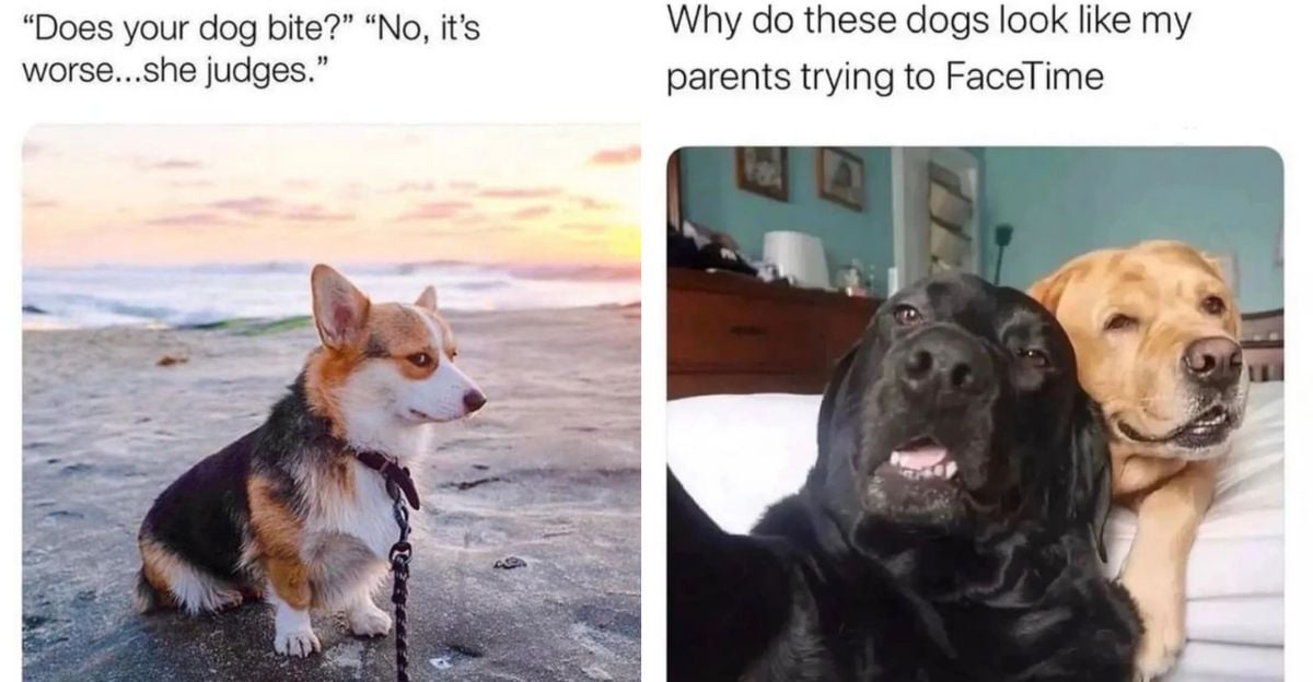 20 Christmas Memes That Capture This Wild Time of Year - The Scroller