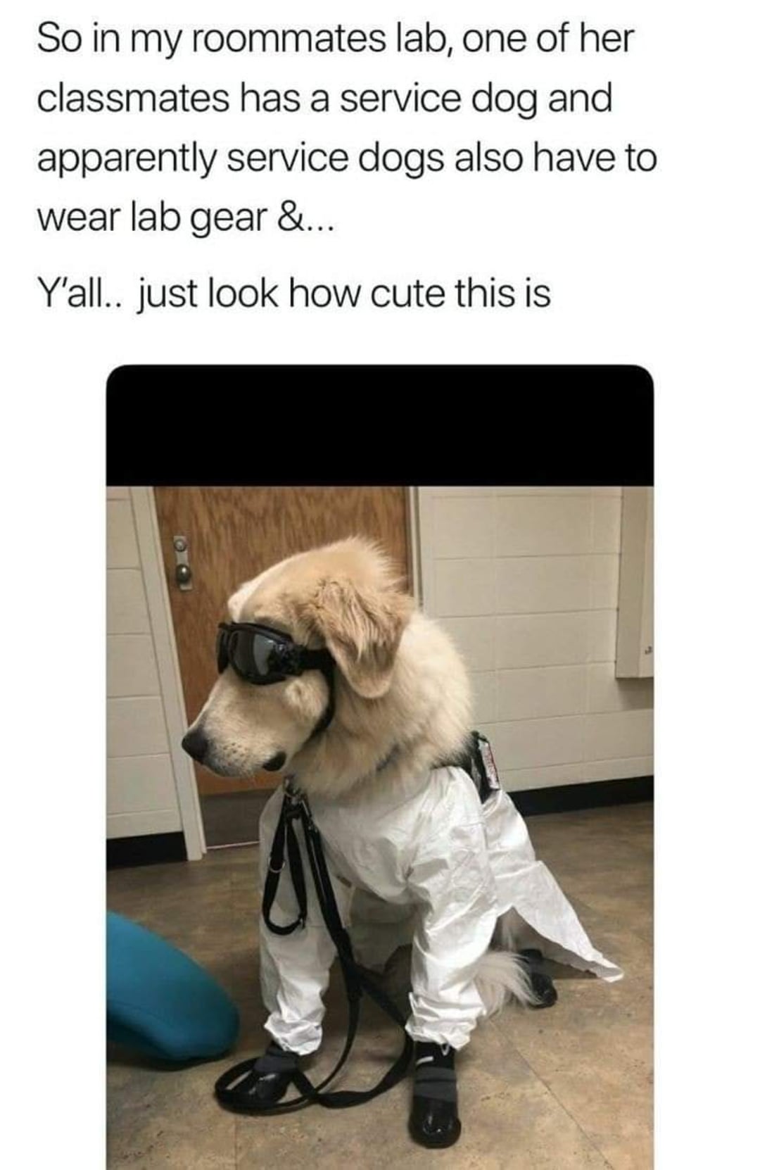 20 Animal Memes That Check All the Boxes