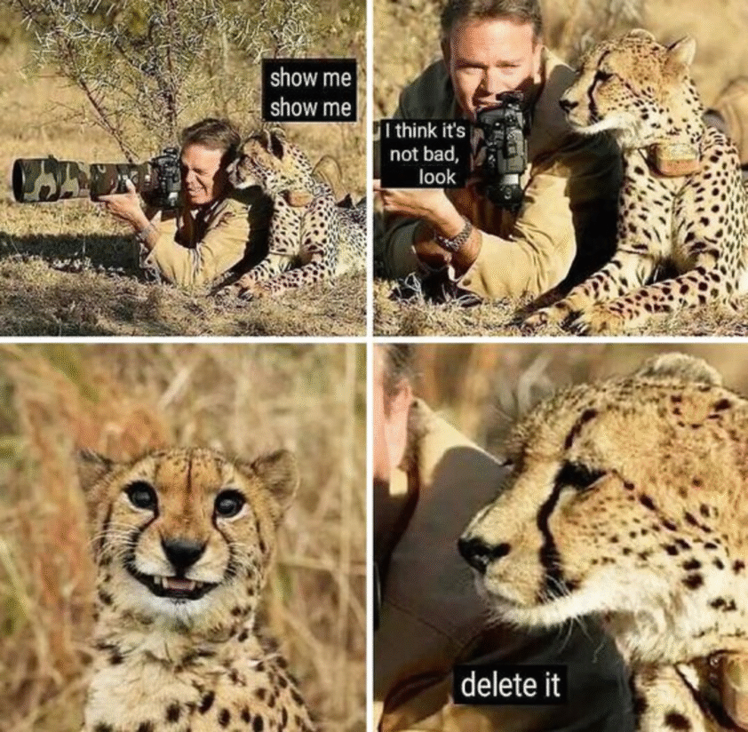 20 Animal Memes That Check All the Boxes