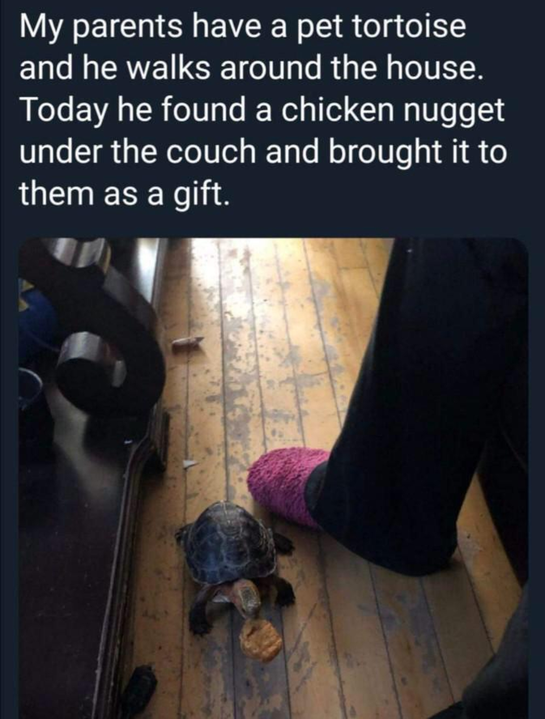 20 Animal Memes That Check All the Boxes