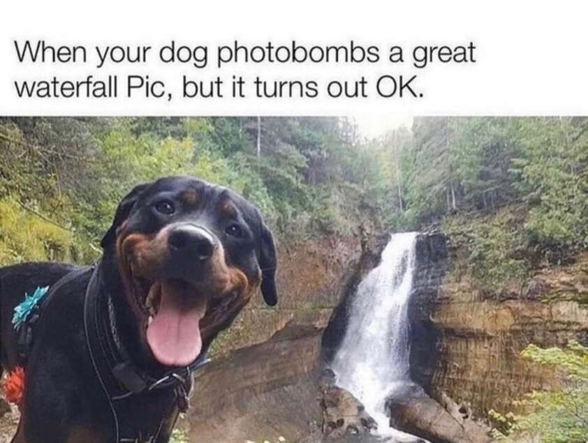 20 Animal Memes That Check All the Boxes