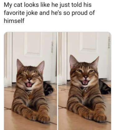 20 Animal Memes That Check All the Boxes