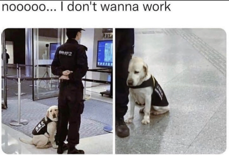 20 Animal Memes That Check All the Boxes