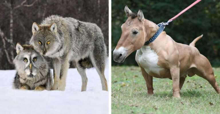20 Wacky Hybrid Animals People Created on the Internet